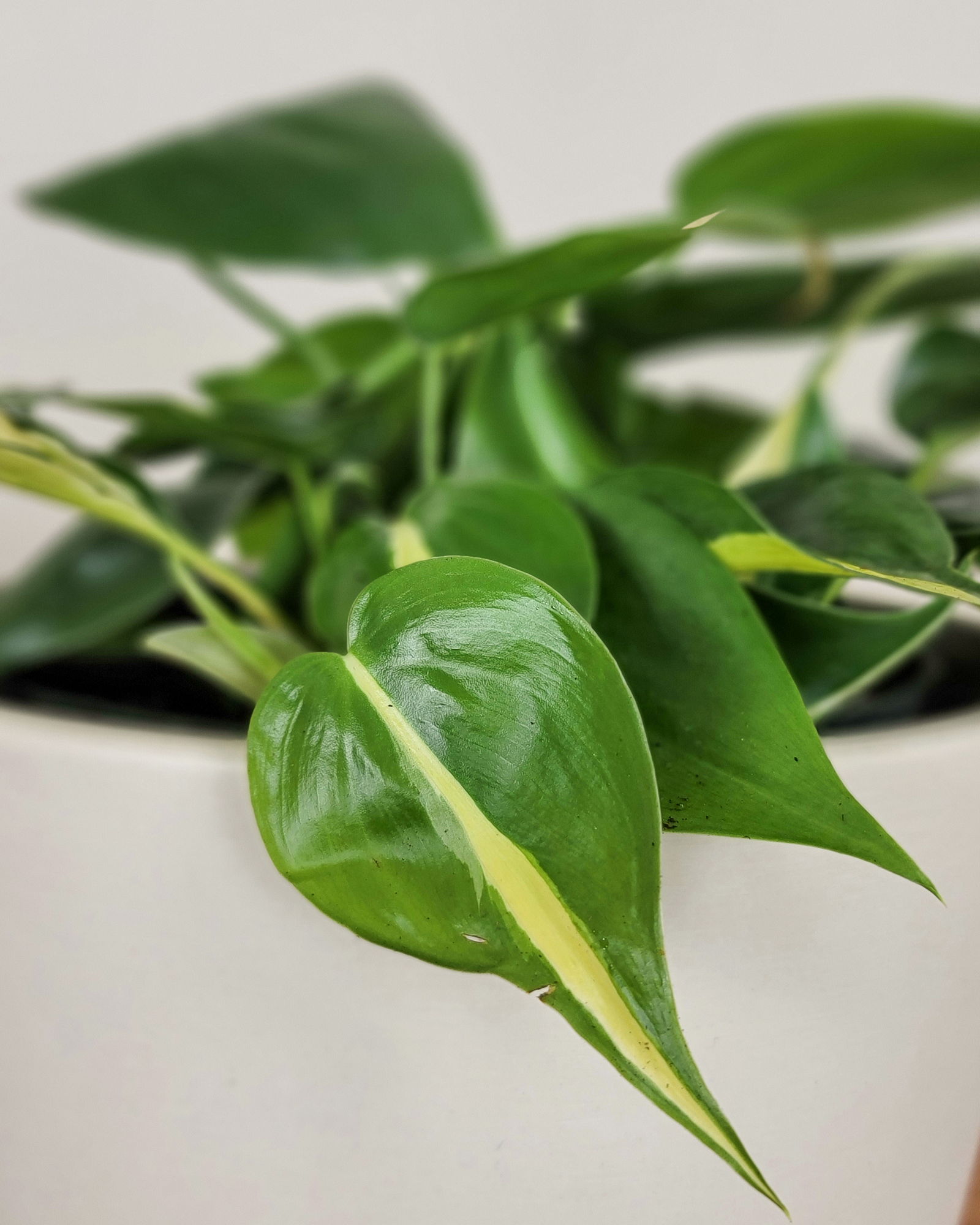 Philodendron hederaceum ‘Cream Splash’ | PlantVine