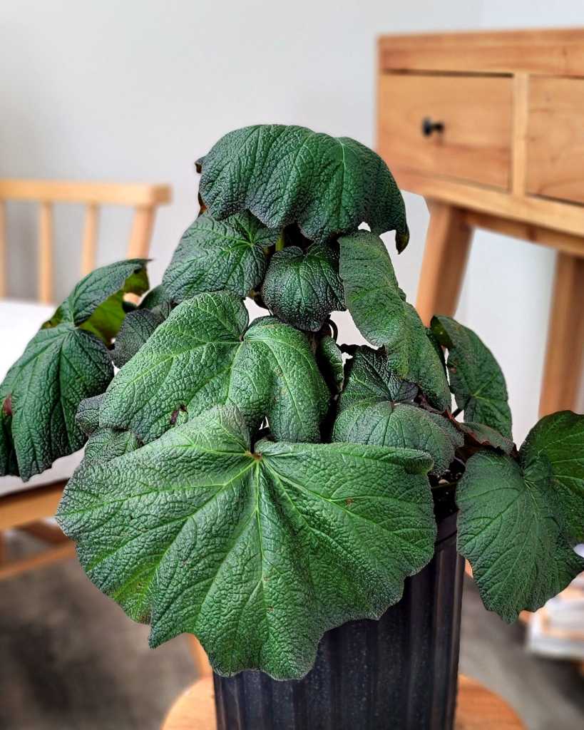 A World of Plants: Southeast Asia | PlantVine