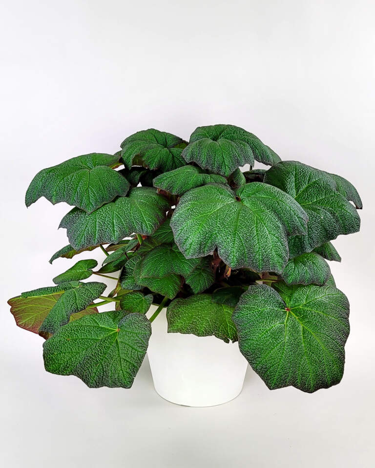 Pigskin Begonia | PlantVine