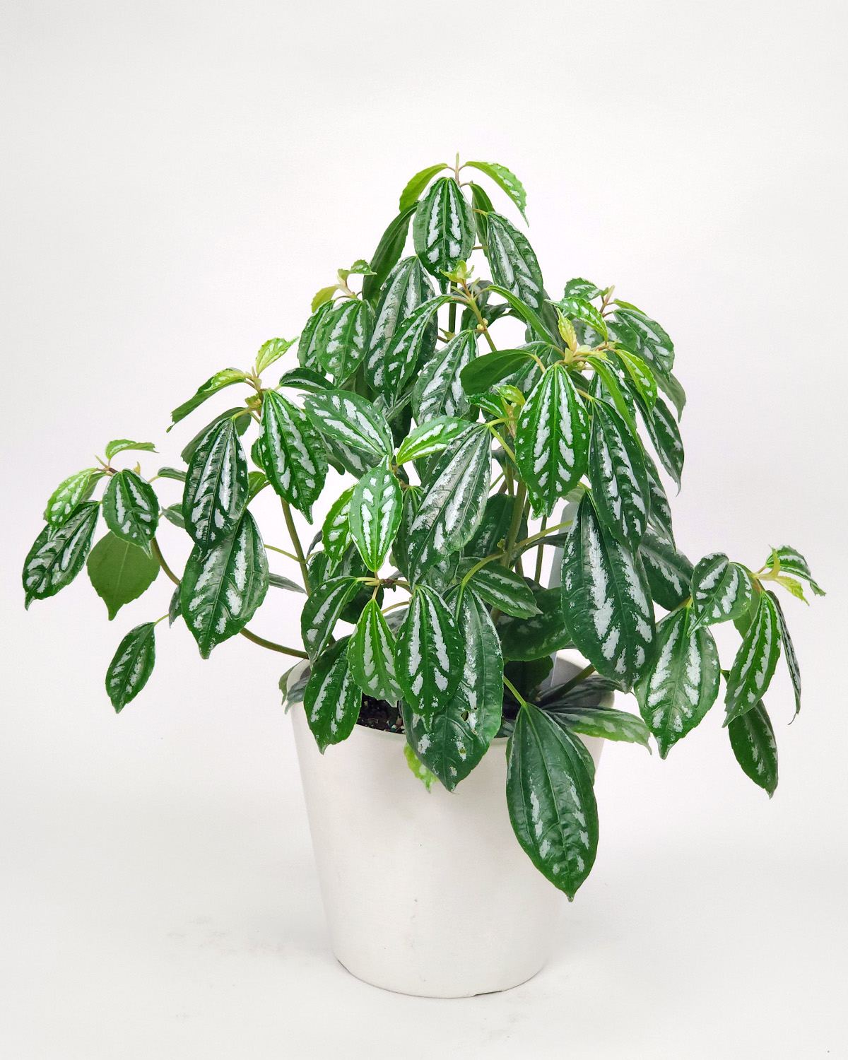 Pilea cadierei | PlantVine