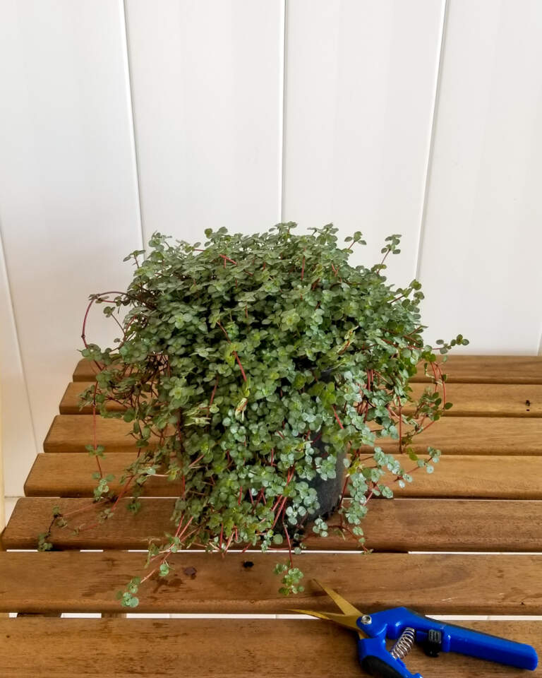 Pilea glauca, Baby Tears, Silver Sparkle Pilea, Red Stem Tears | PlantVine