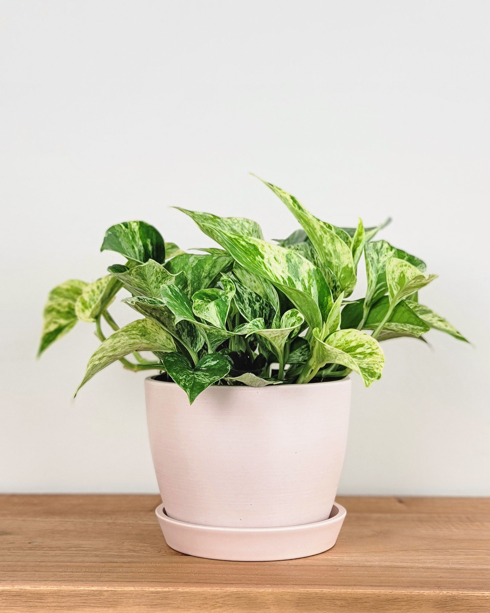 Meseta Planter 6.5-inch | PlantVine