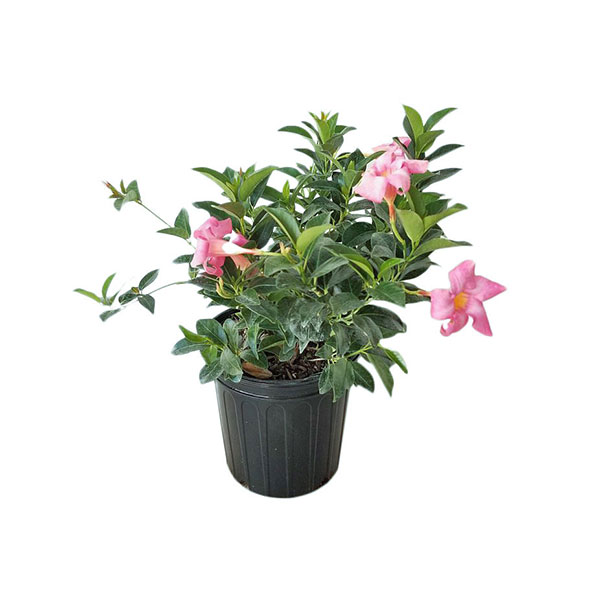 Mandevilla – Pink, Dipladenia | PlantVine