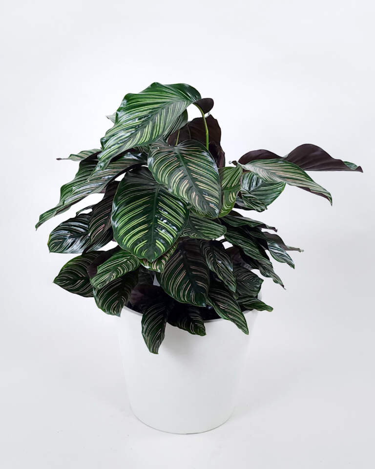 Pinstripe Calathea | PlantVine