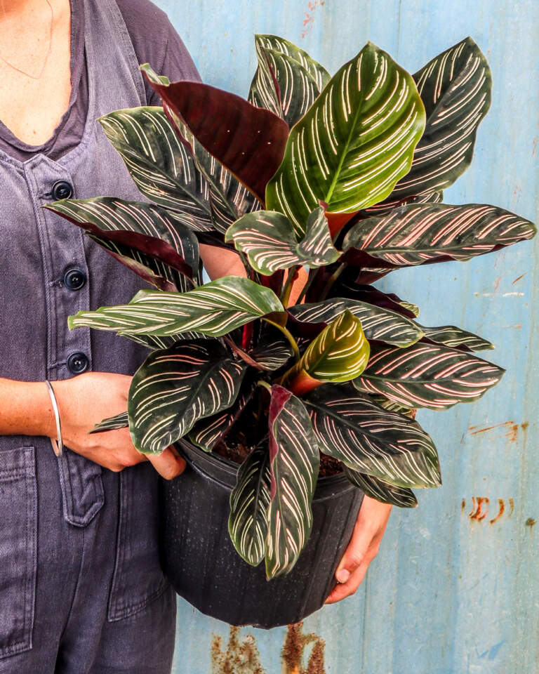 Pinstripe Calathea | PlantVine