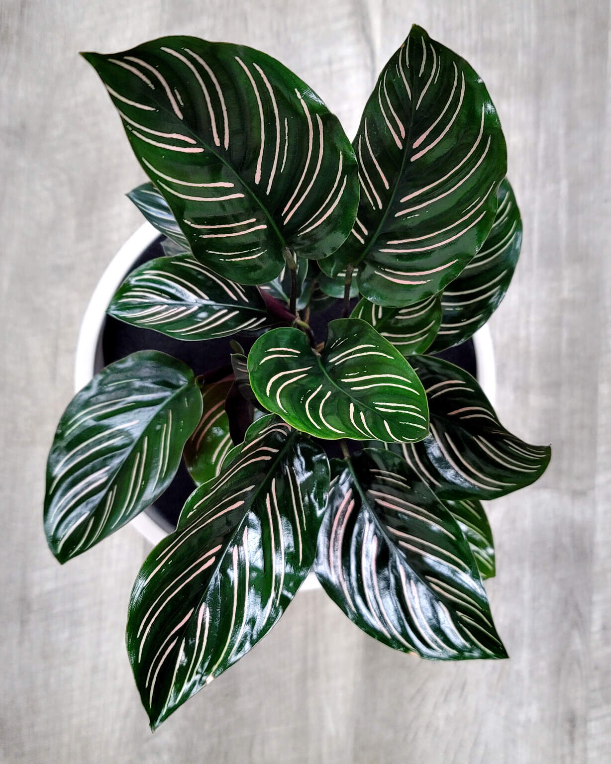 Calathea Varieties | PlantVine