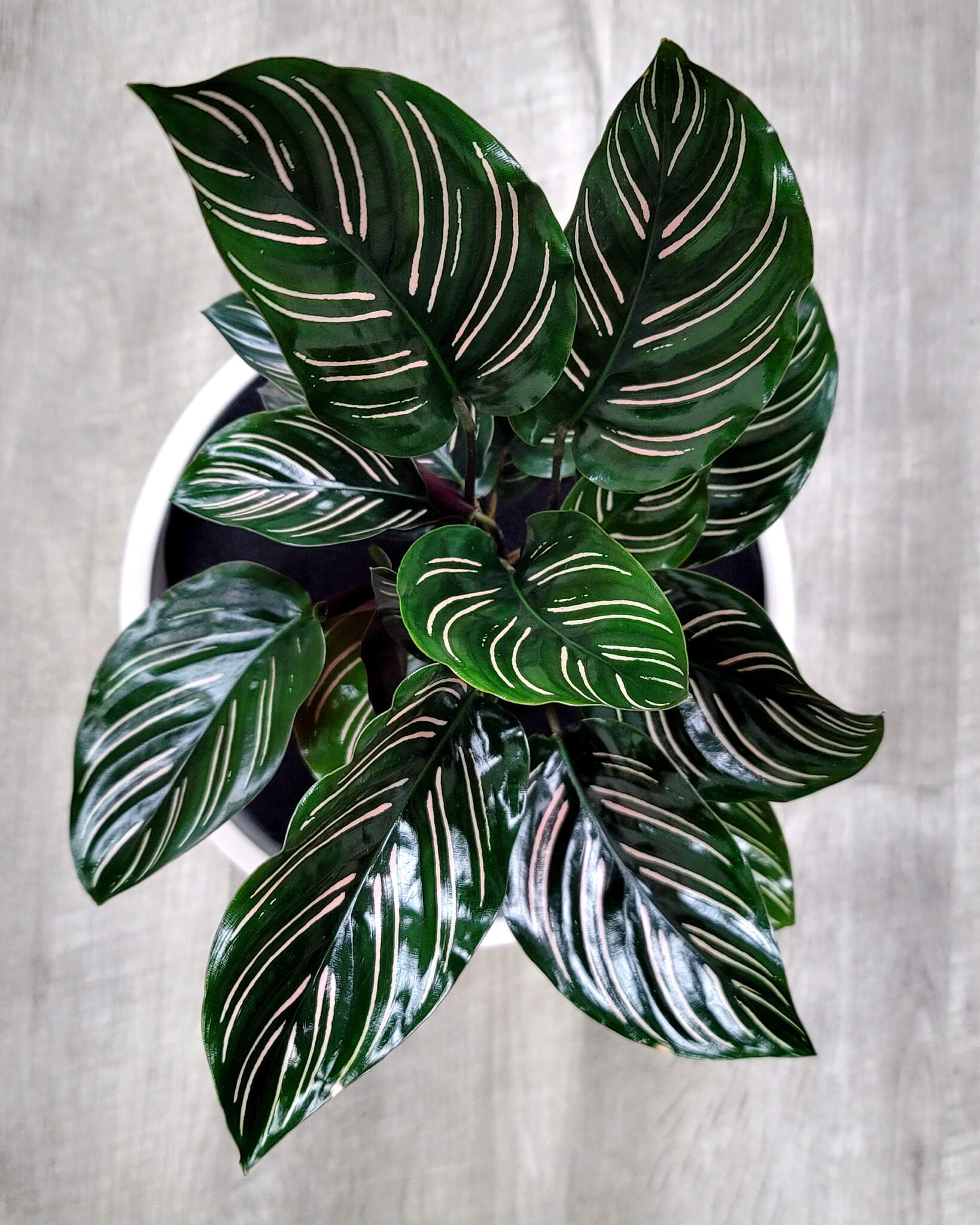 Calathea Varieties | PlantVine
