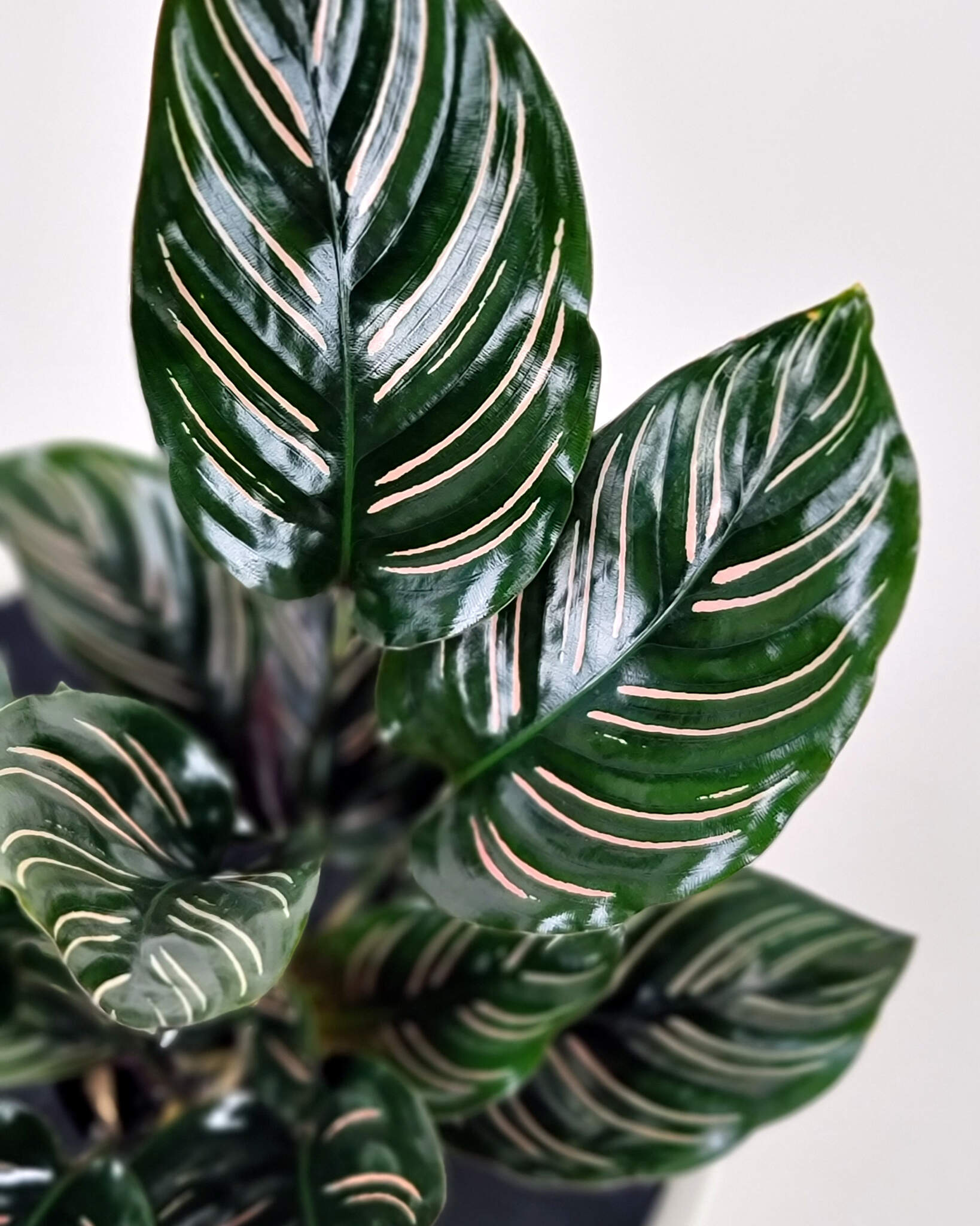 Pinstripe Calathea | PlantVine