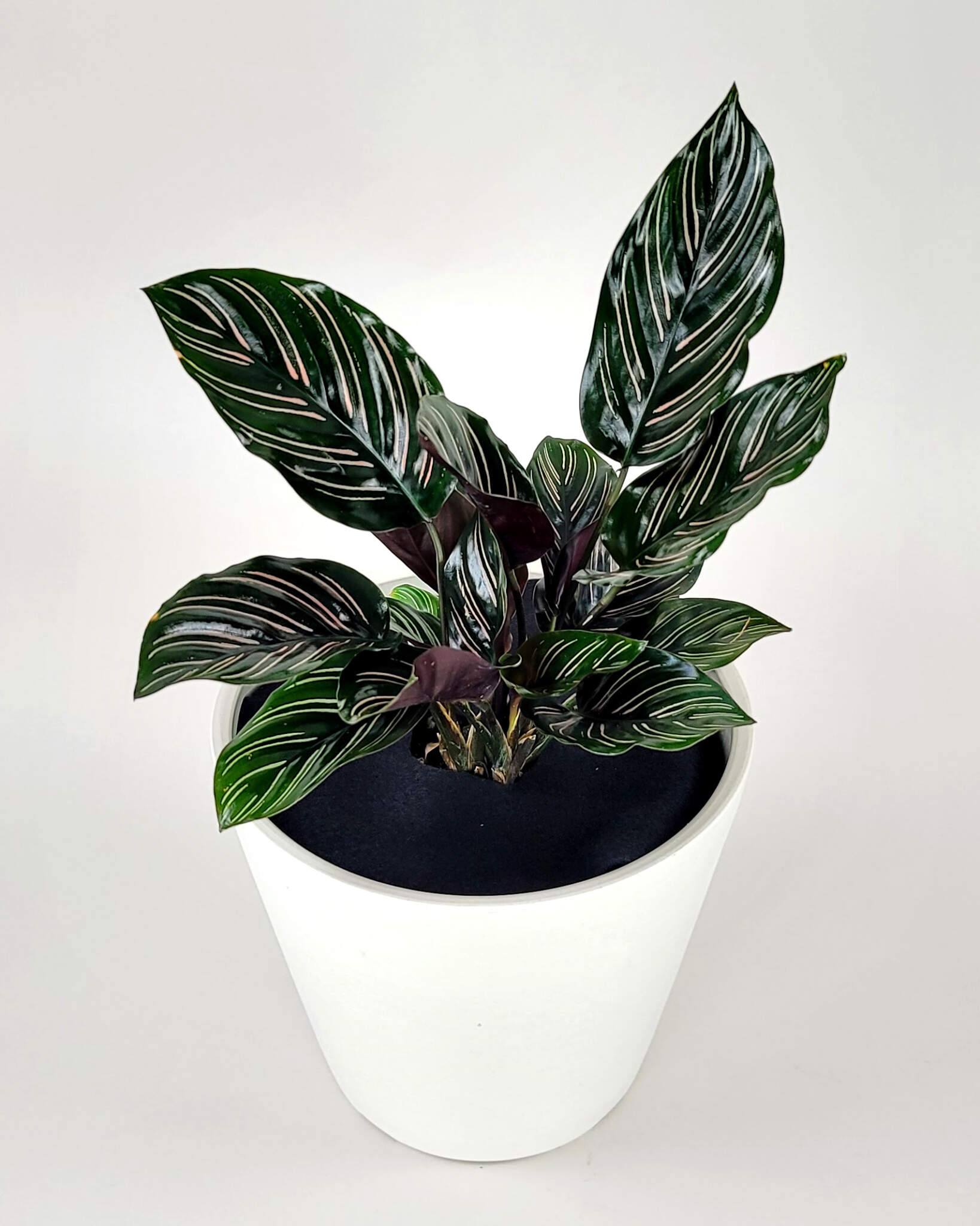 Pinstripe Calathea | PlantVine