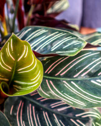 Pinstripe Calathea | PlantVine