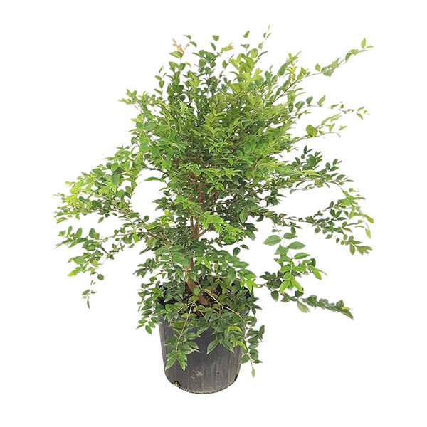 Buy Plinia cauliflora, Jaboticaba, Myrciaria cauliflora | Free Shipping ...