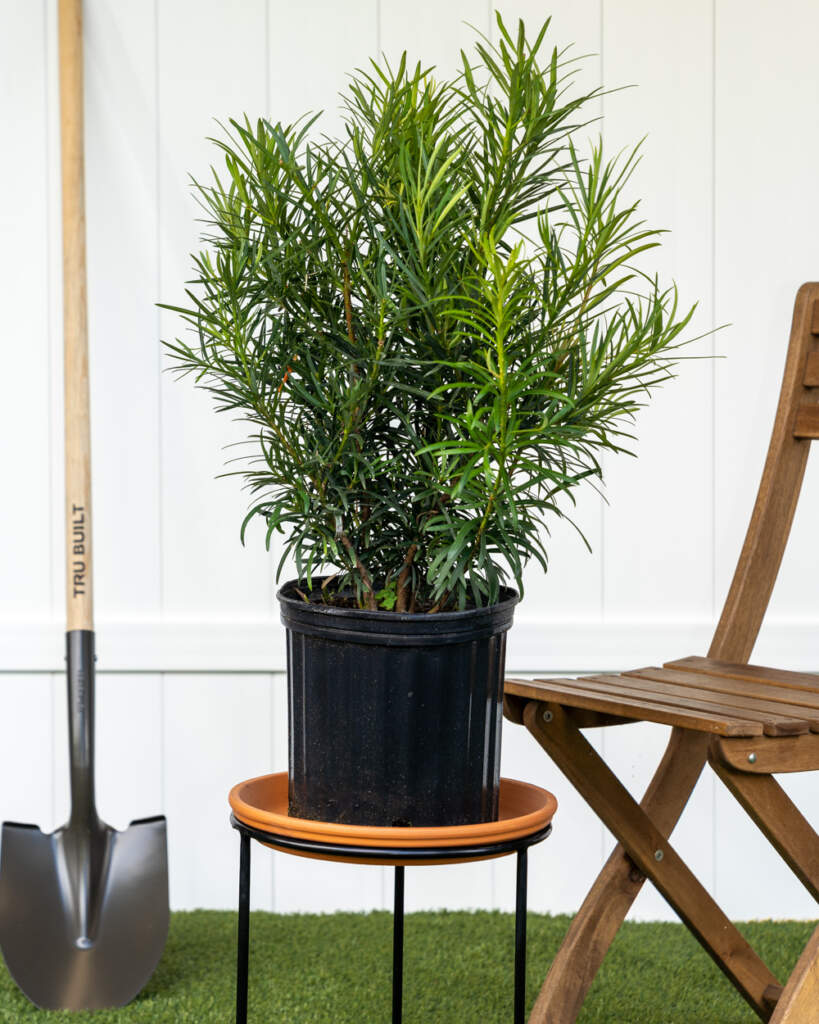 Japanese Yew Shrub | PlantVine