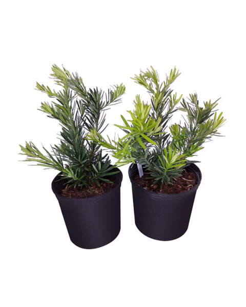 Podocarpus macrophyllus ‘Pringles’, Japanese Yew | PlantVine