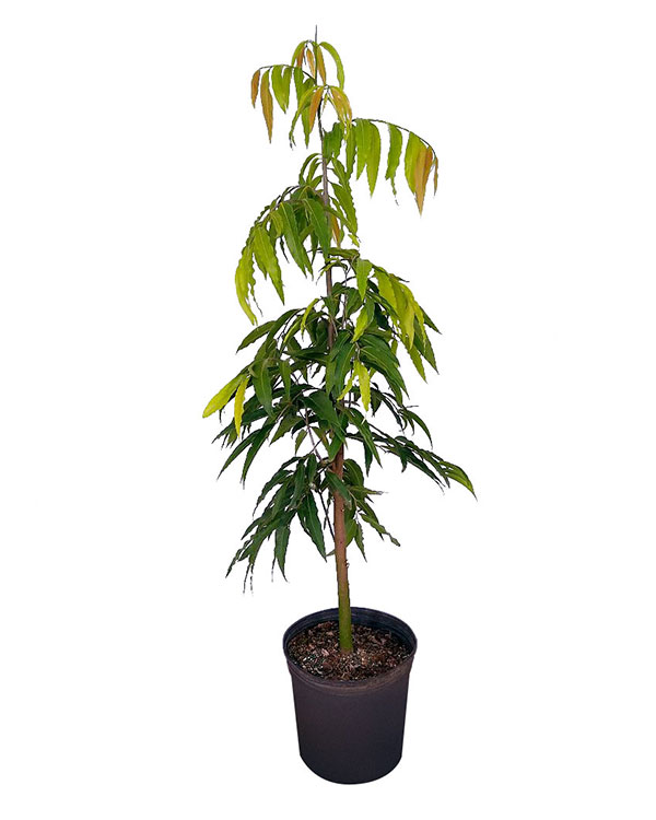 Buy Polyalthia longifolia pendula, Mast Tree, False Ashoka Tree ...