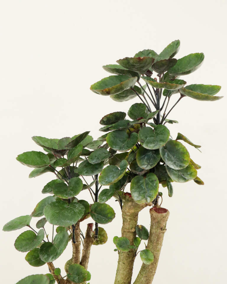 Aralia ‘Fabian’ | PlantVine