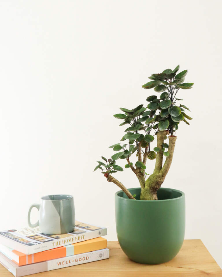 Polyscias scutellaria ‘Fabian’, Fabian Aralia | PlantVine