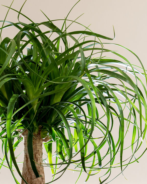 Buy Beaucarnea recurvata, Ponytail Palm | Free Shipping over $100