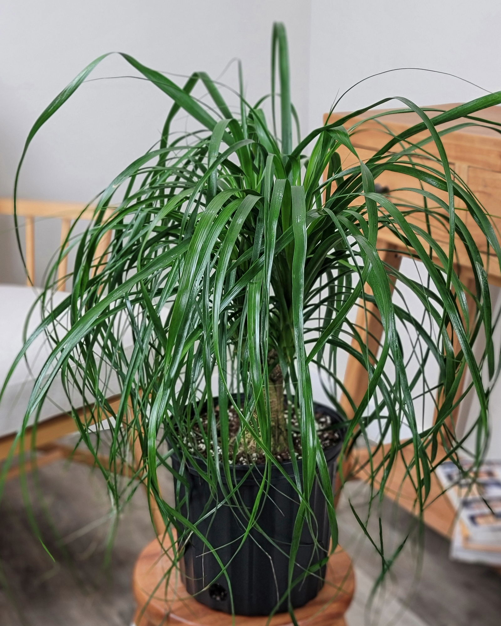 Ponytail Palm | PlantVine