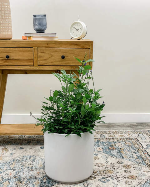 Stachytarpheta jamaicensis, Florida Native Porterweed | PlantVine