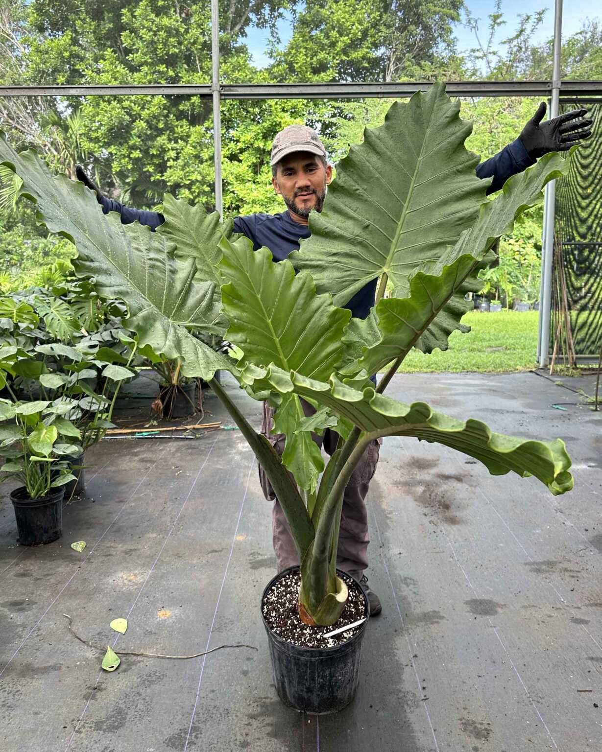 Alocasia ‘Portora’ | PlantVine
