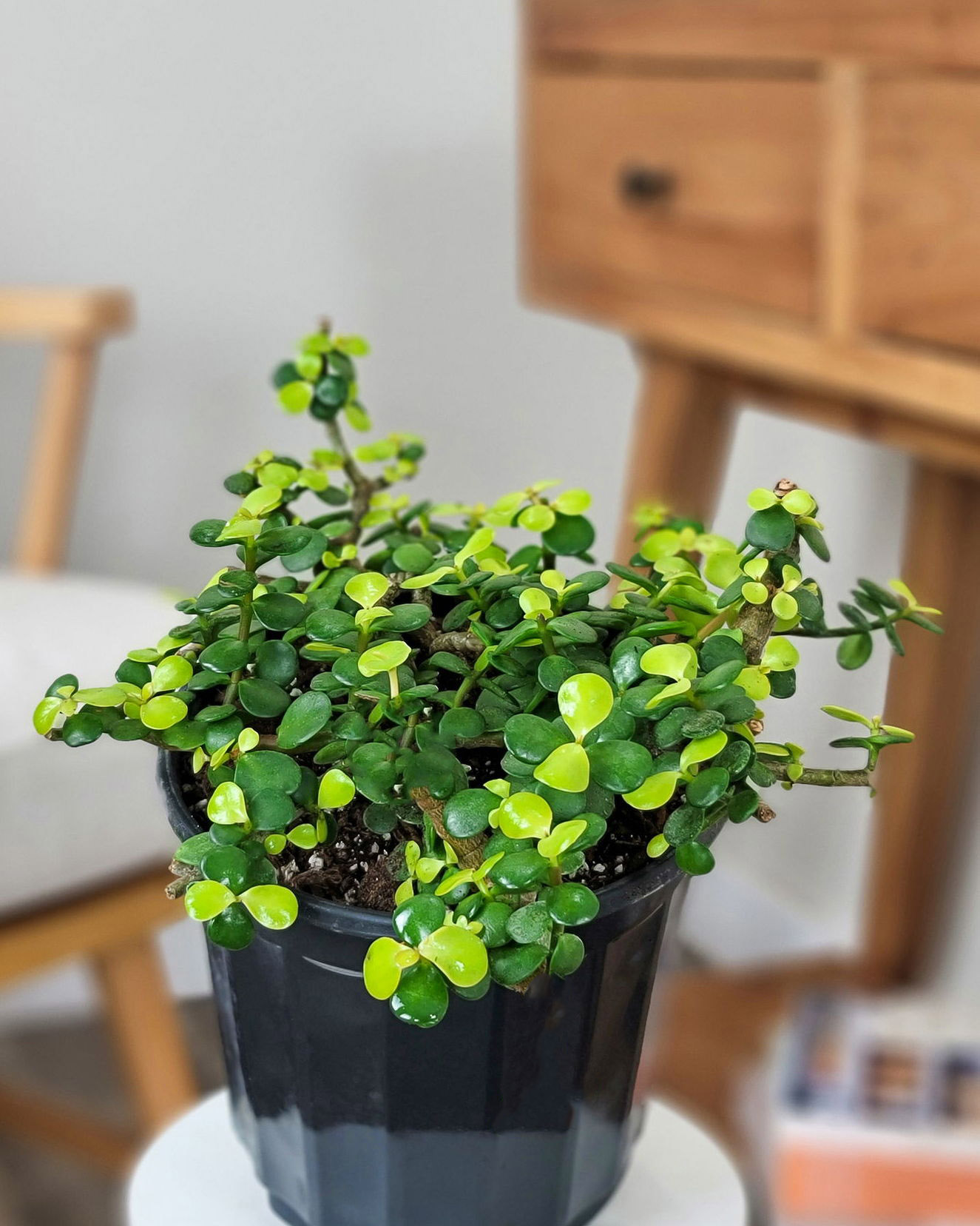 Elephant Bush Aurea | PlantVine