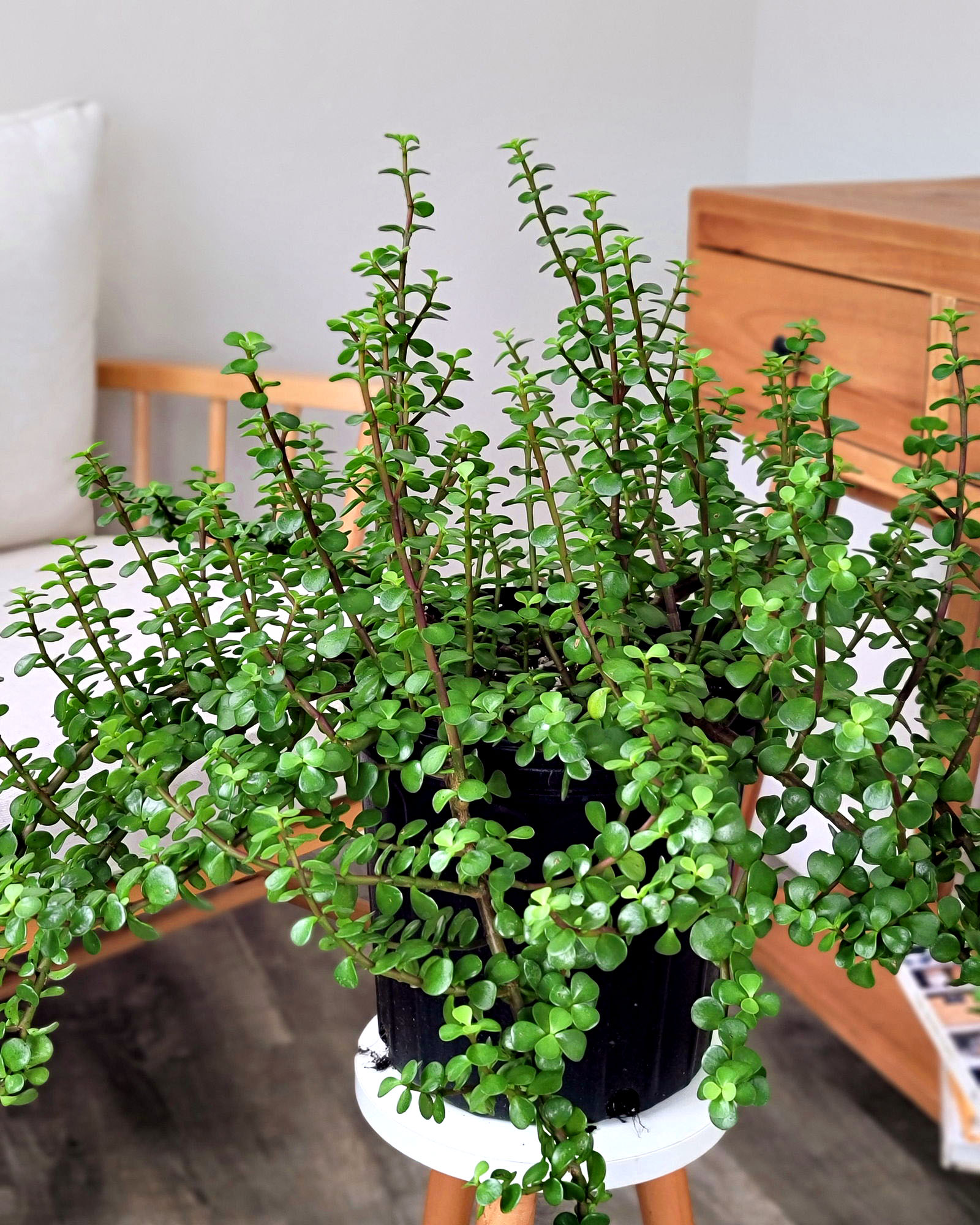Elephant Bush Plant | PlantVine