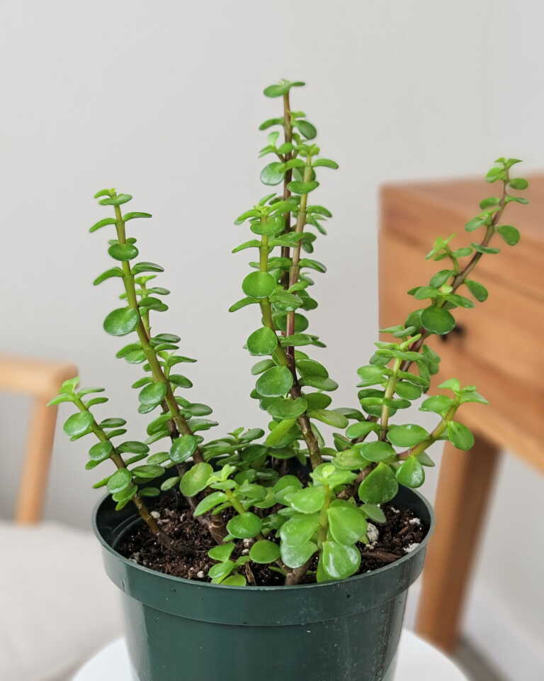 Elephant Bush Plant | PlantVine