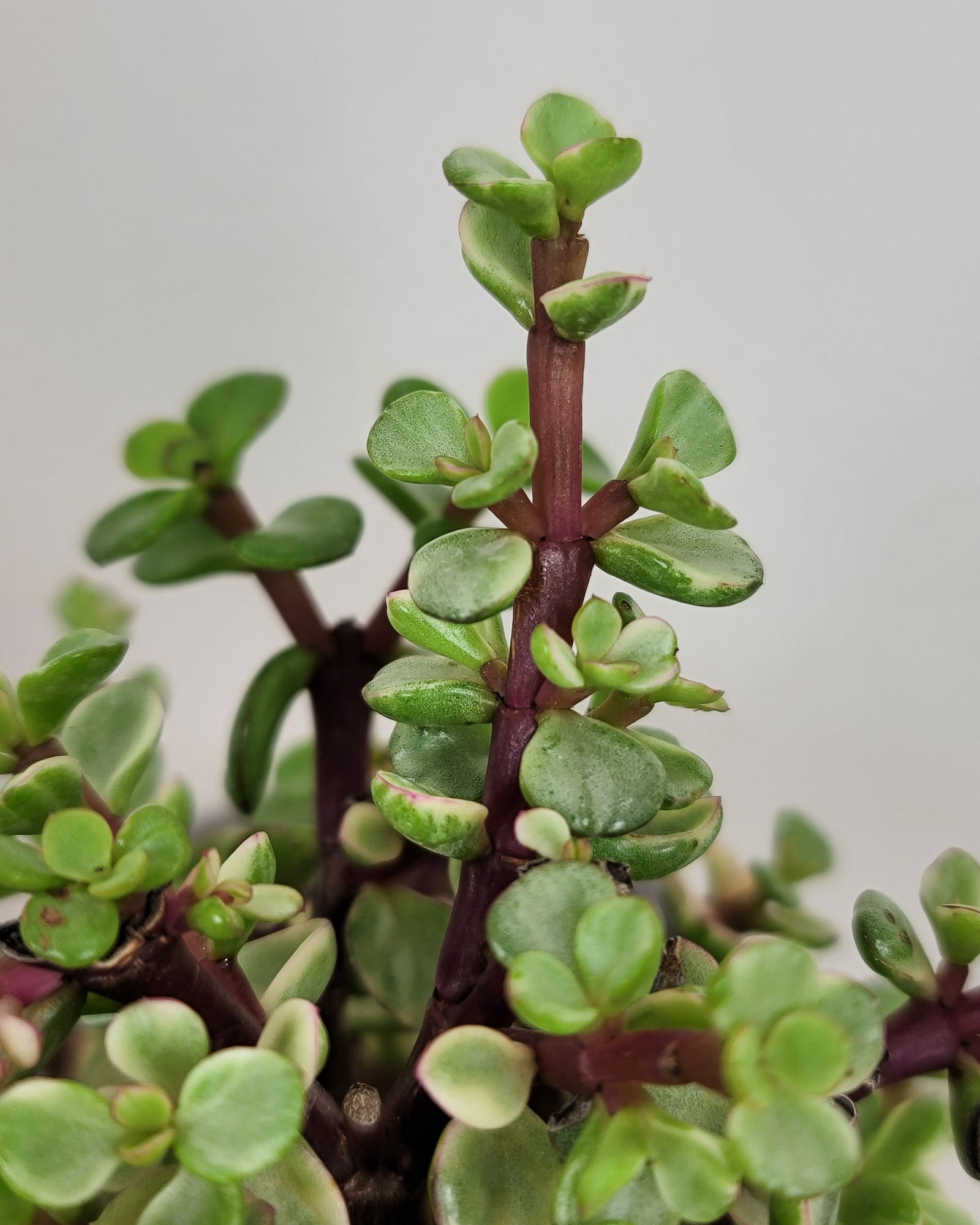 Variegated Elephant Bush | PlantVine