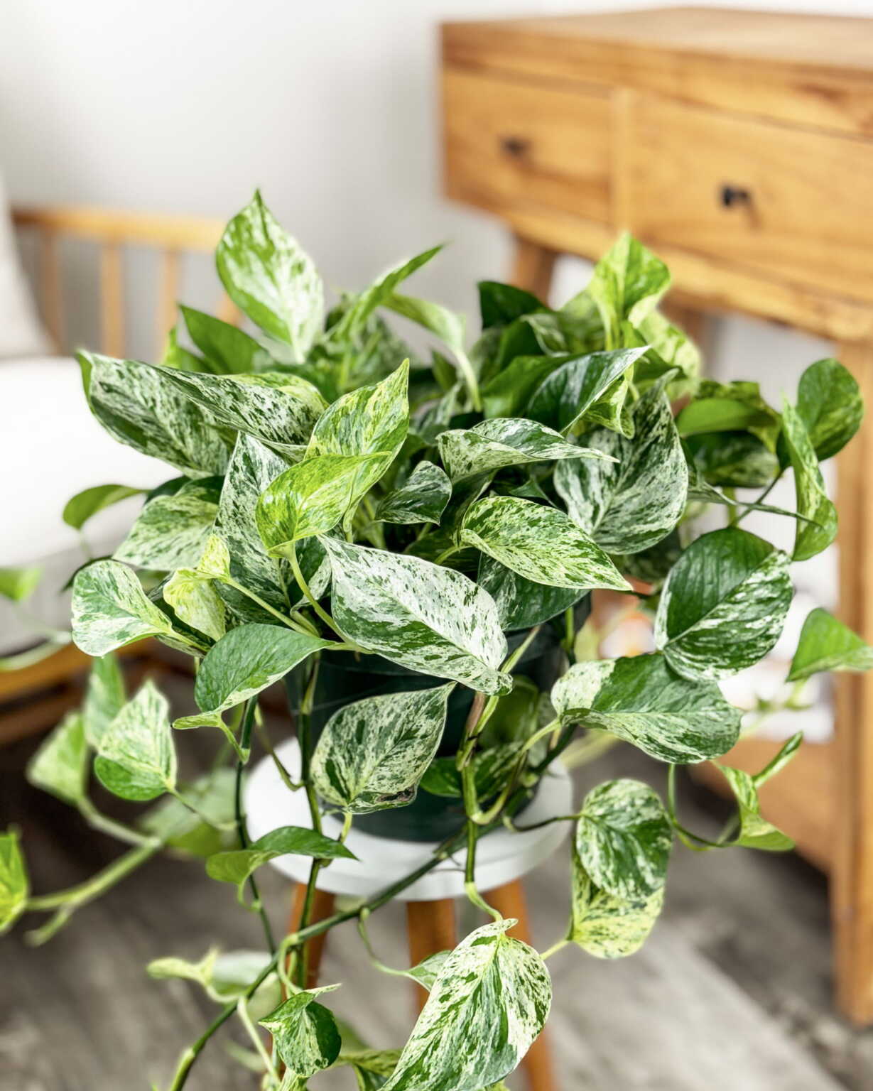 Marble Queen Pothos | PlantVine
