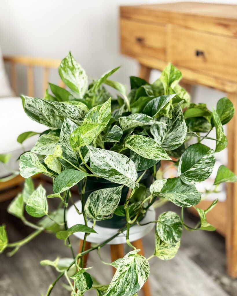 Marble Queen Pothos | PlantVine