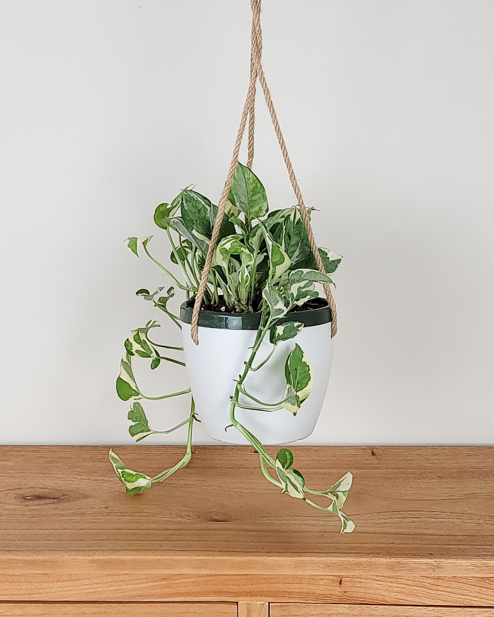 N’Joy Pothos | PlantVine