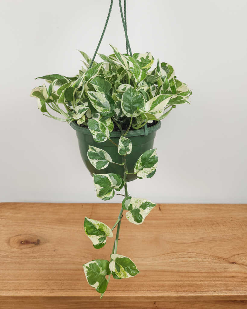 N’Joy Pothos | PlantVine