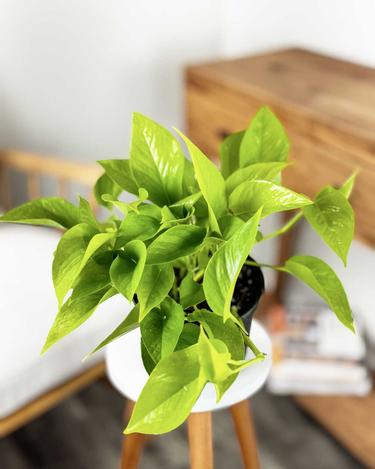 Neon Pothos | PlantVine