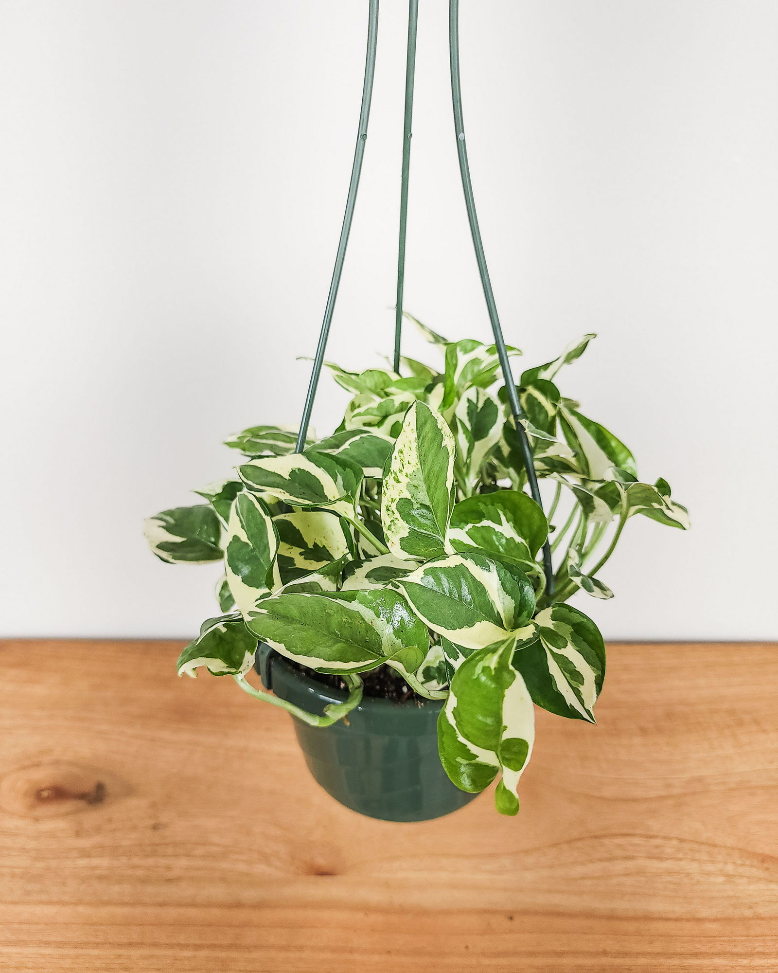 Pearls & Jade Pothos | PlantVine