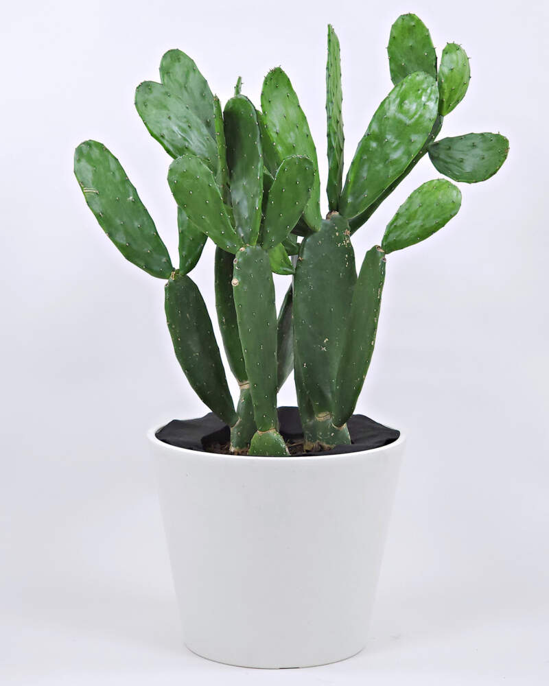 Cereus Peruvianus Cactus Care Guide | PlantVine