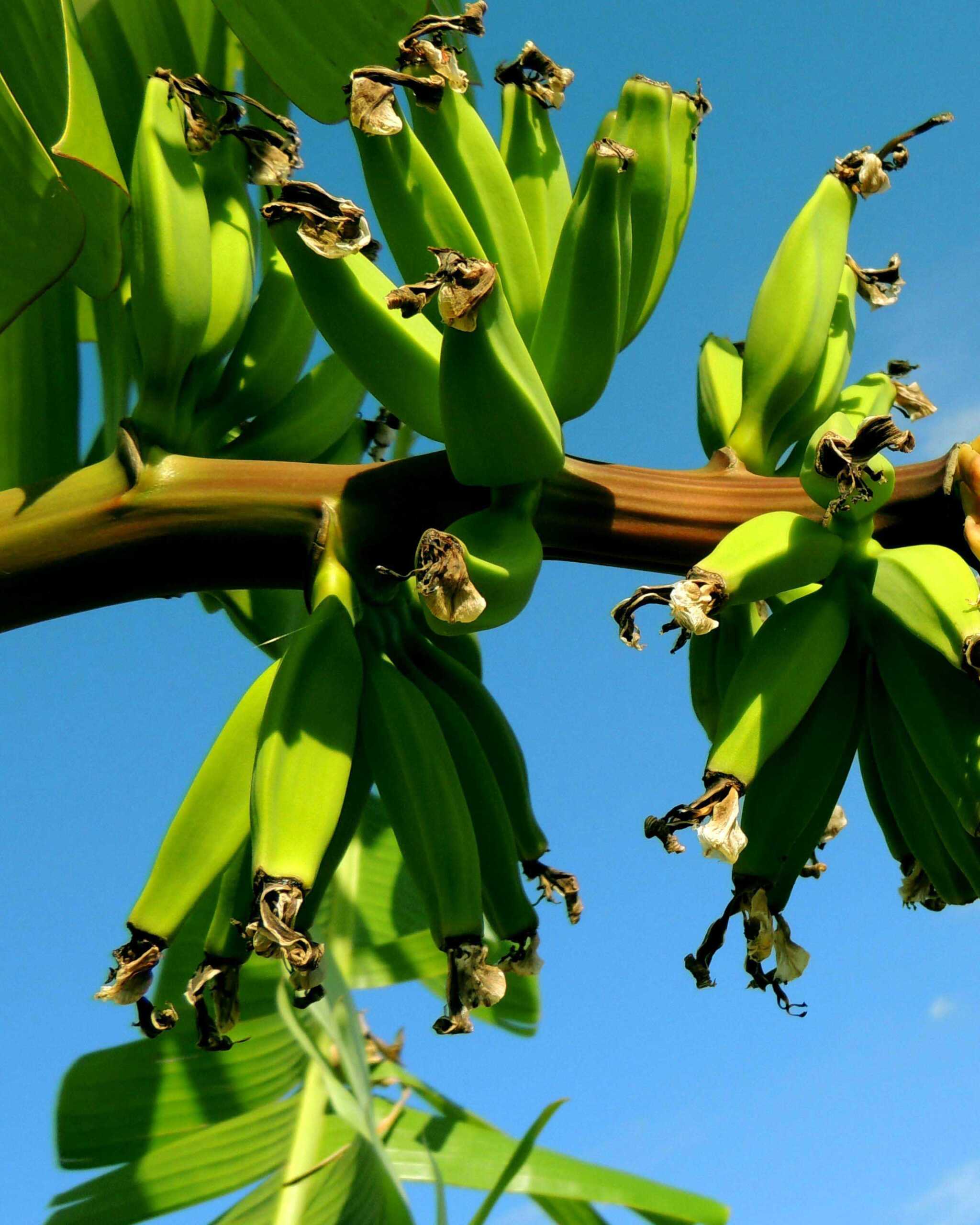 Puerto Rican Plantain Banana Tree | PlantVine
