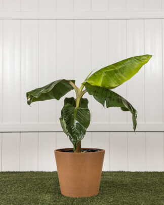Puerto Rican Plantain Banana Tree | PlantVine