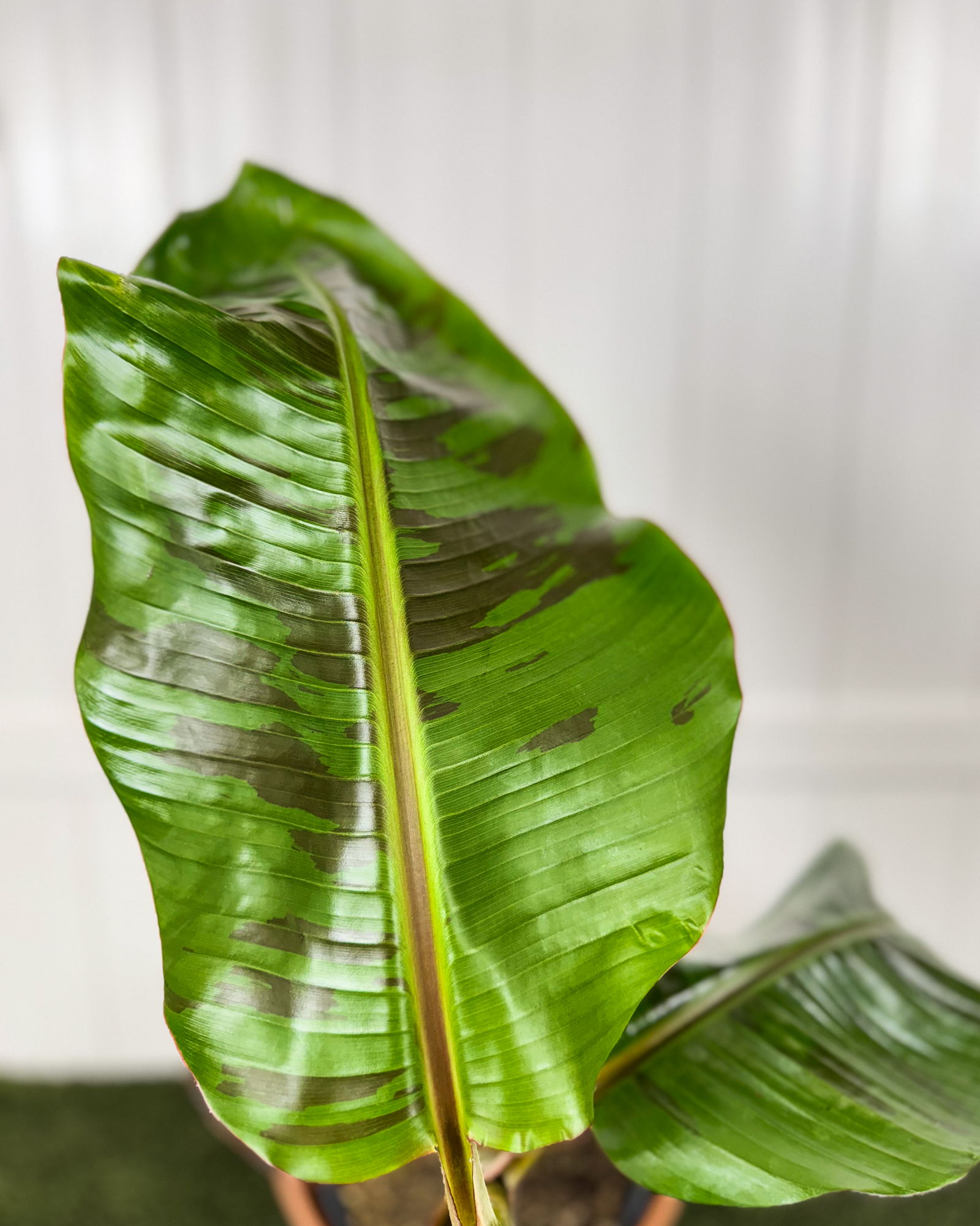 Puerto Rican Plantain Banana Tree | PlantVine