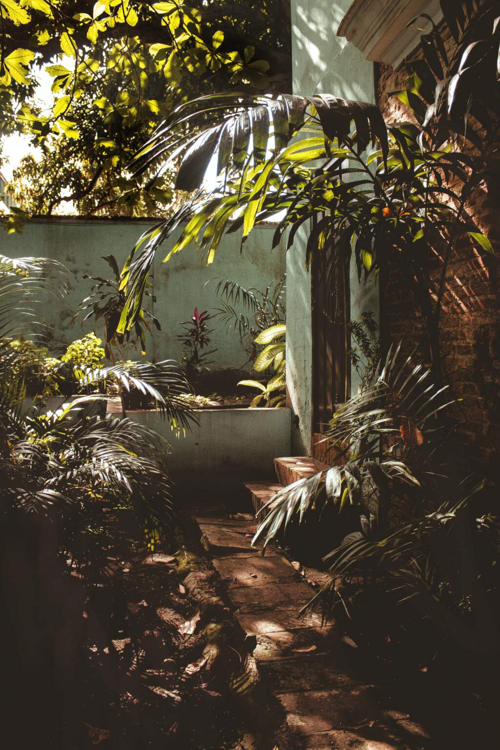 A World of Plants: Puerto Rico | PlantVine