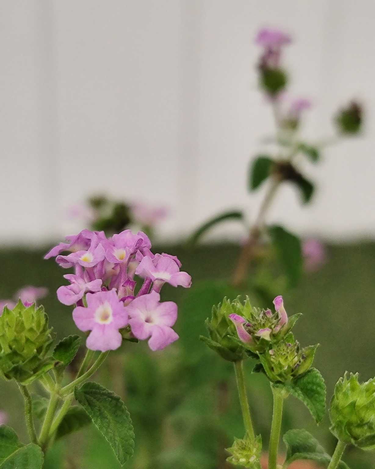 Purple Ground Orchid | PlantVine