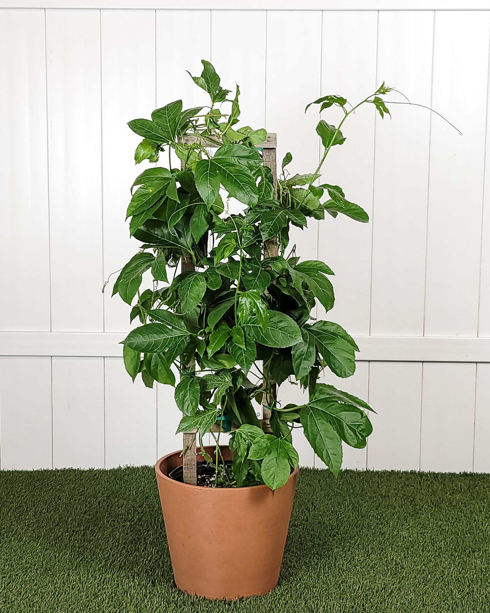 Purple Possum Passion Fruit Vine | PlantVine