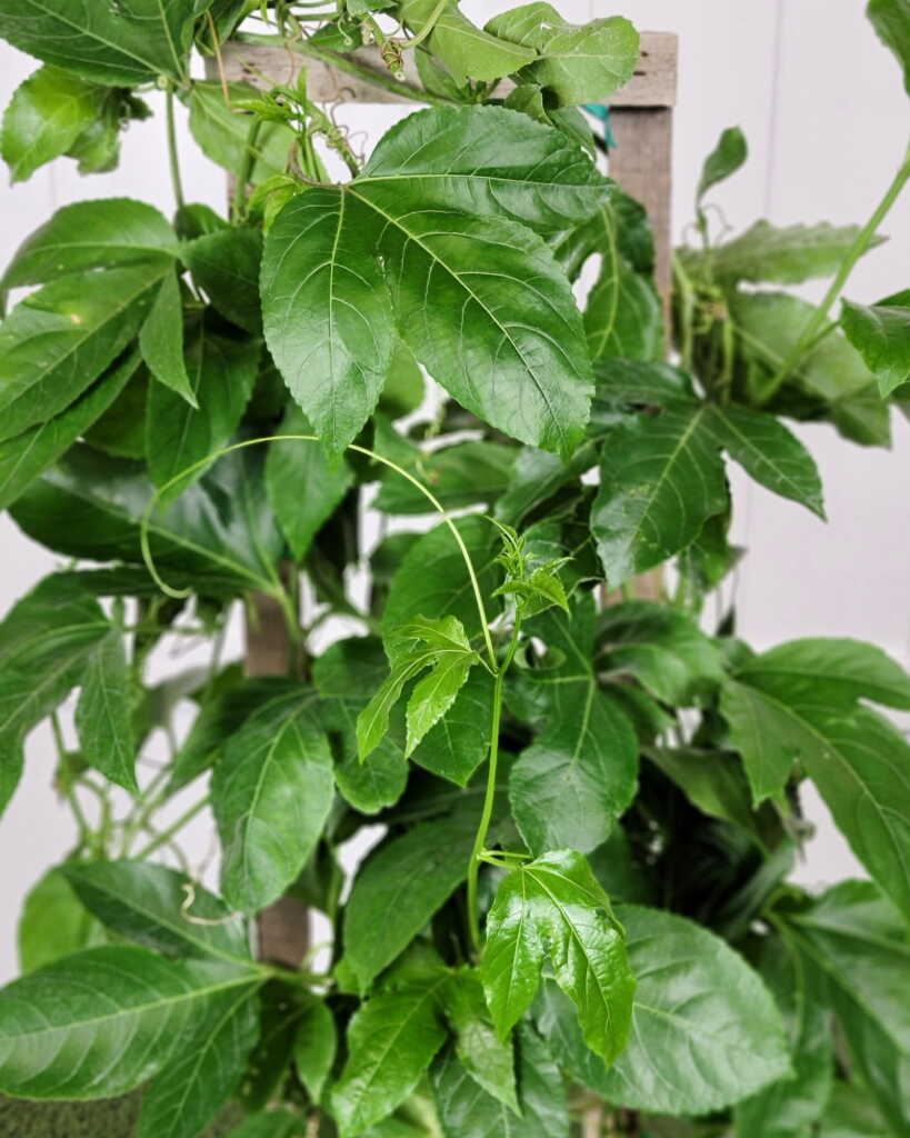 Purple Possum Passion Fruit Vine | PlantVine