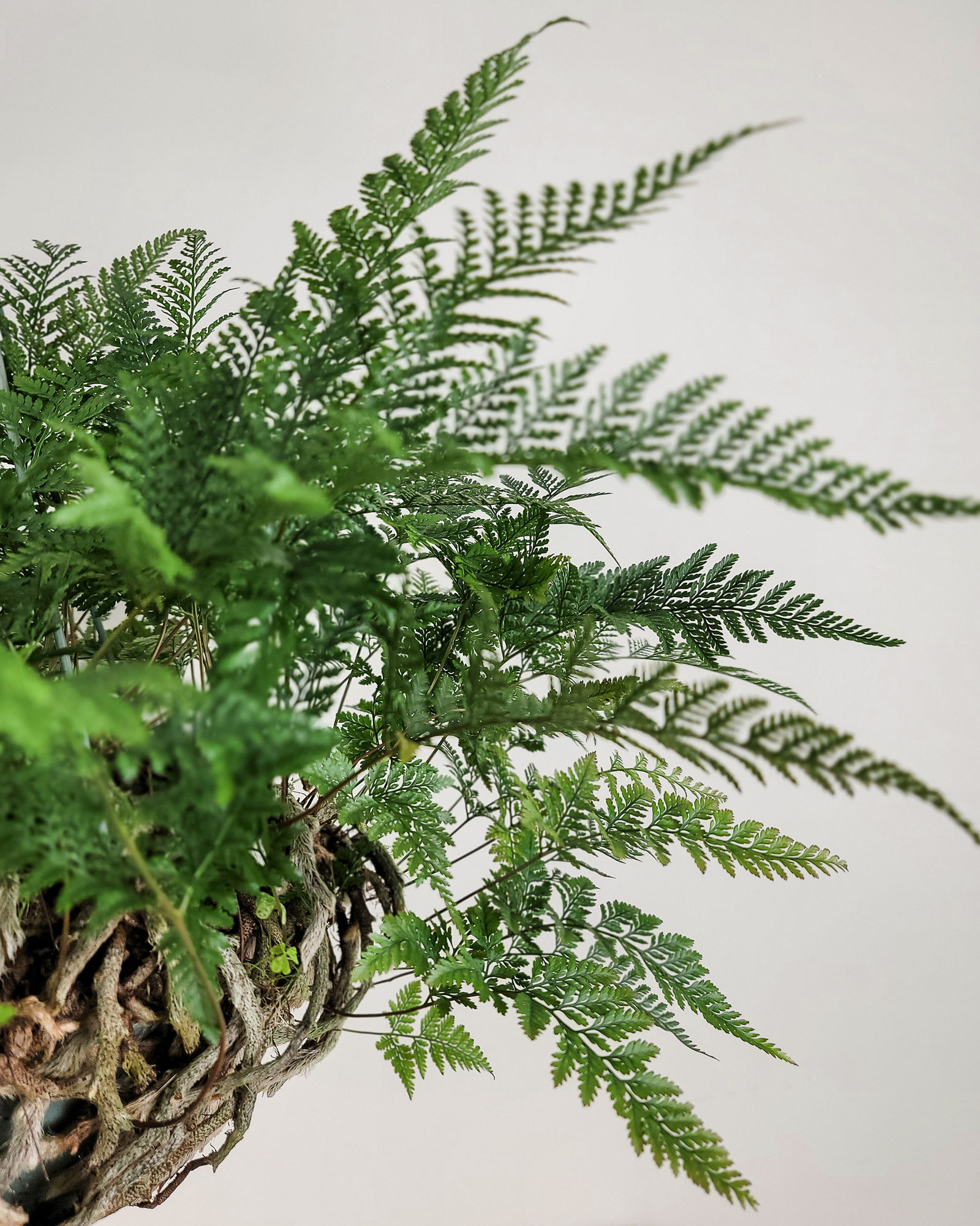 Rabbit’s Foot Fern, Davallia fejeensis | PlantVine