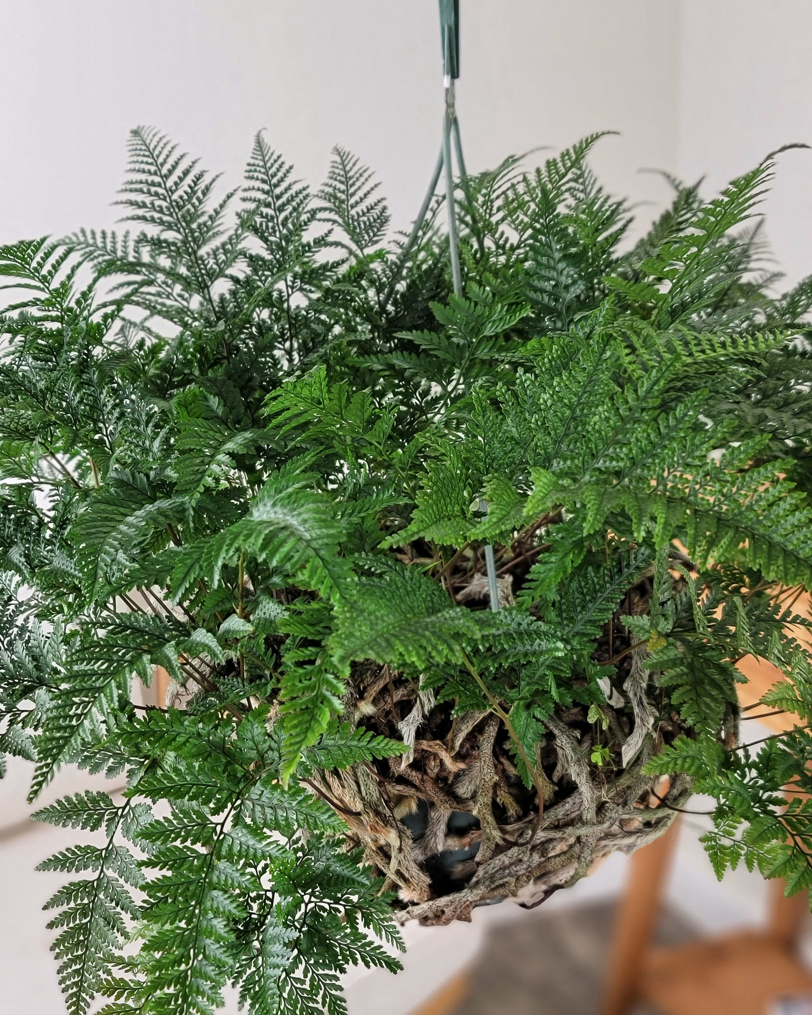 Rabbit’s Foot Fern, Davallia fejeensis | PlantVine