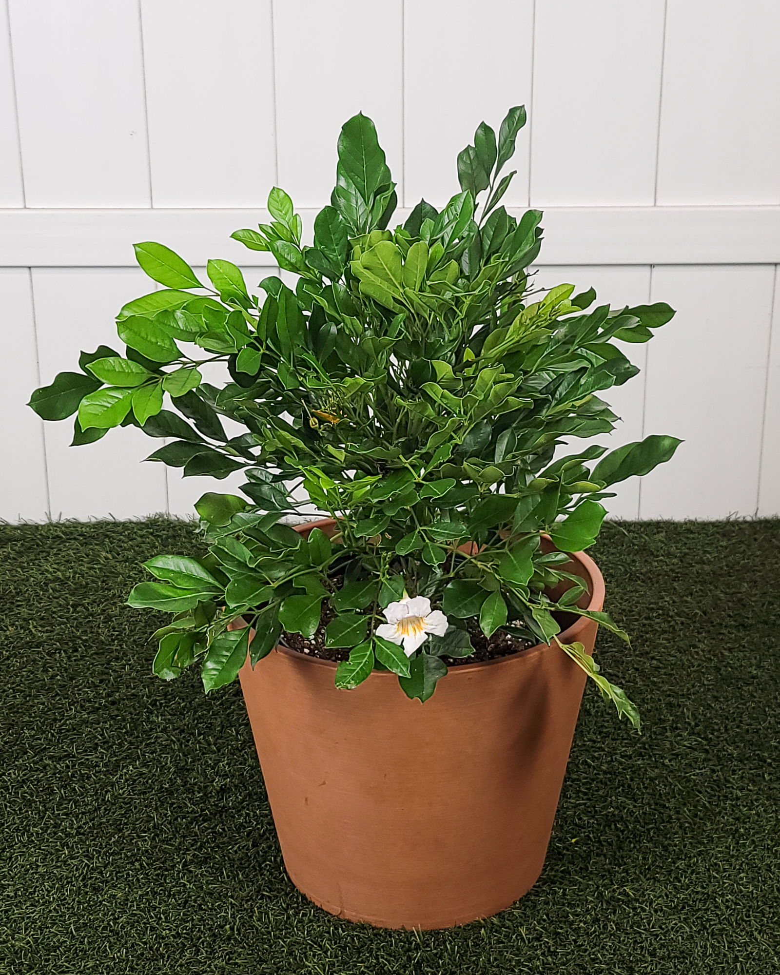 Dwarf China Doll Tree | PlantVine