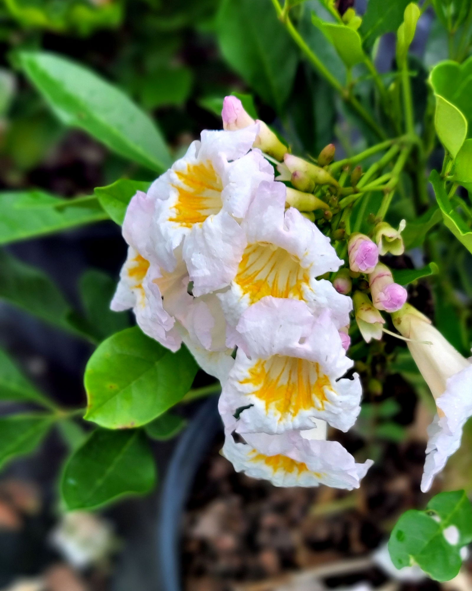 Dwarf China Doll Tree | PlantVine