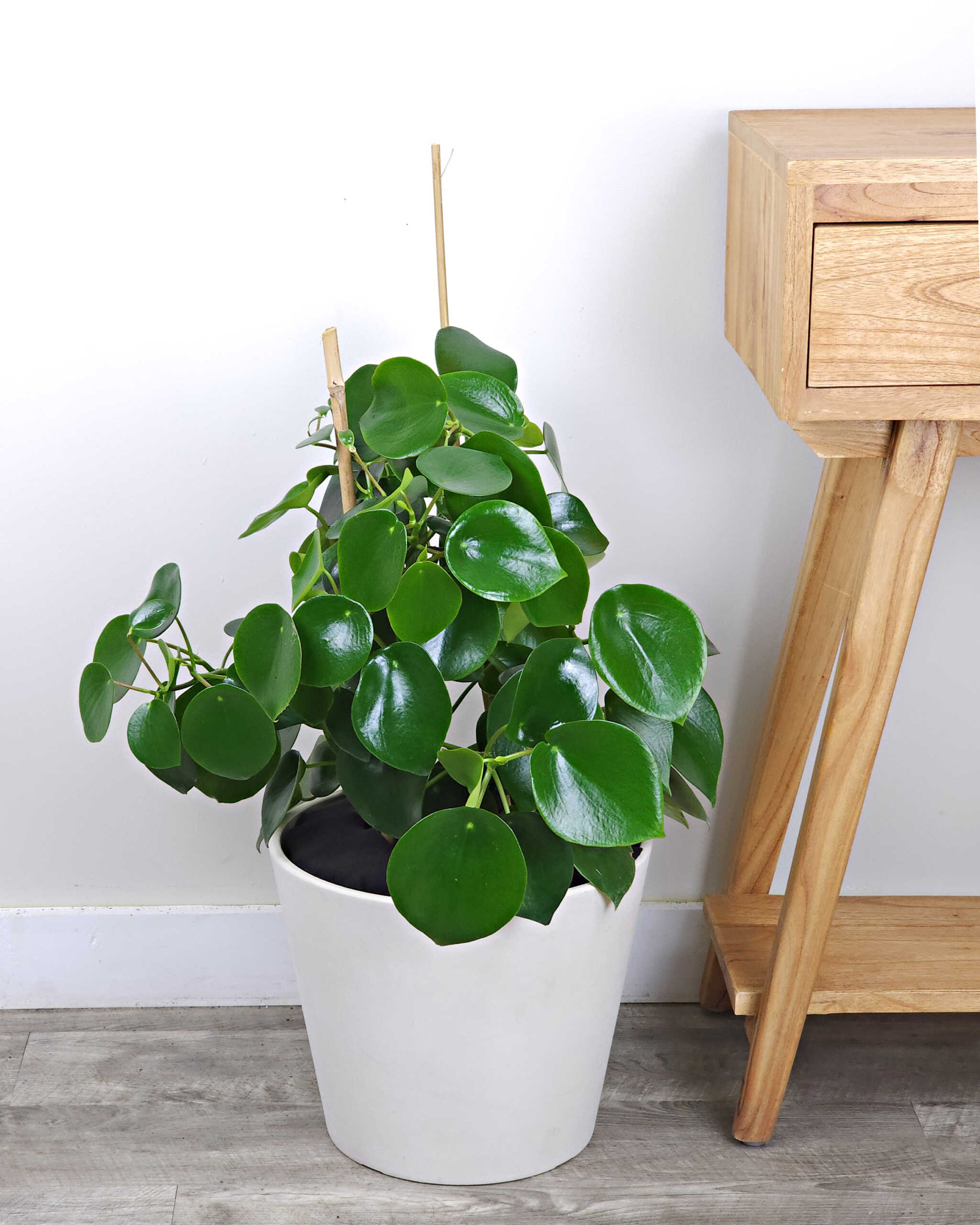 Peperomia ‘Raindrop’ | PlantVine