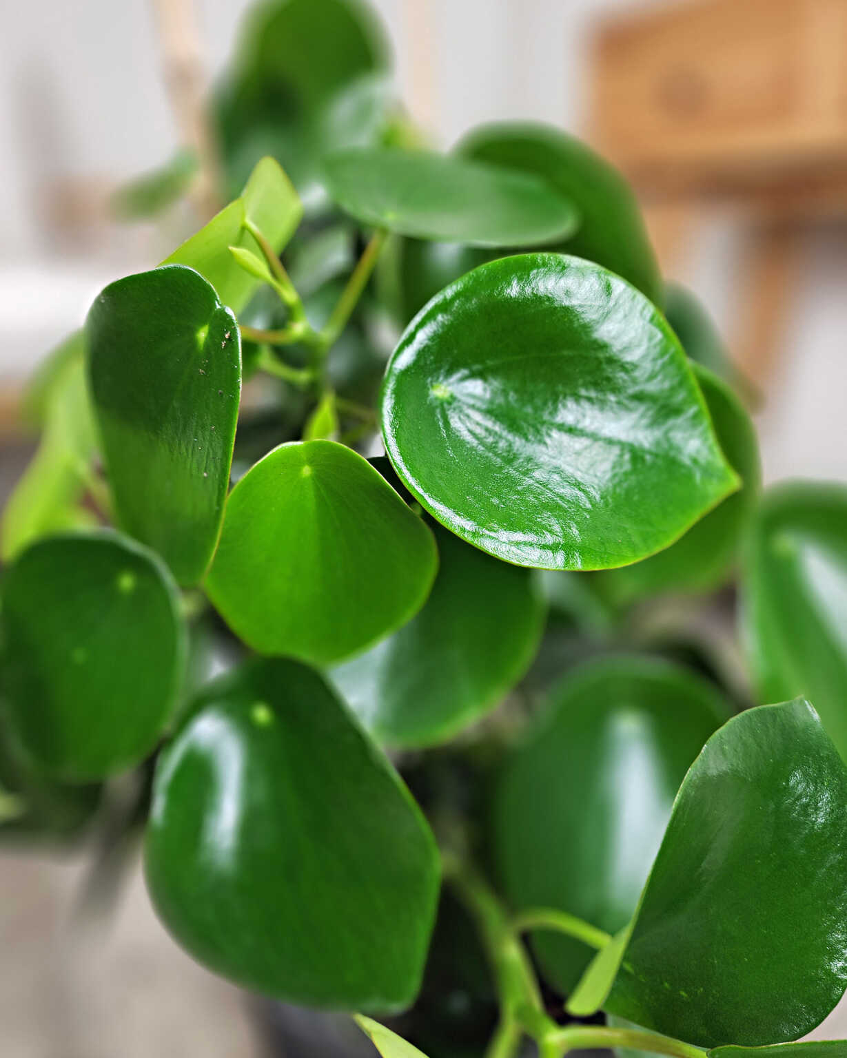 Peperomia ‘Raindrop’ | PlantVine