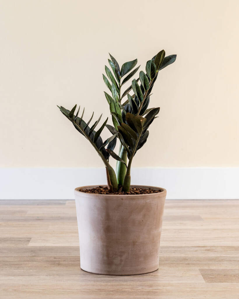 Raven ZZ Plant | PlantVine