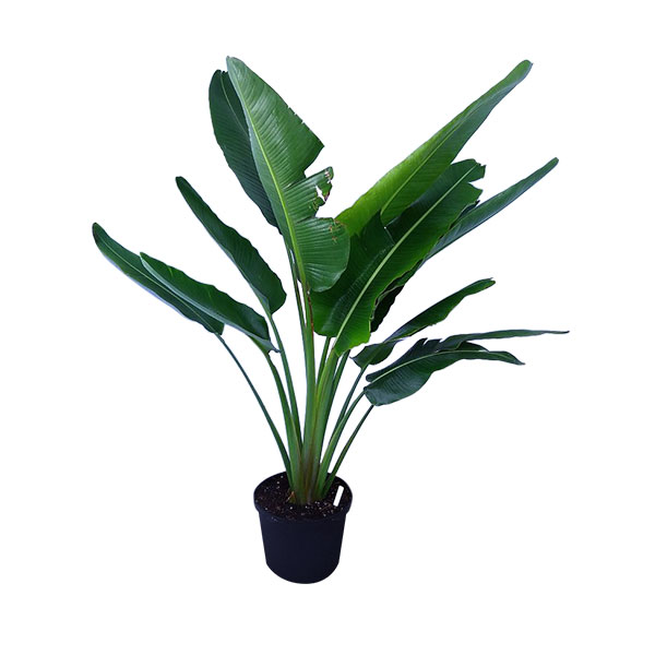 Buy Ravenala madagascariensis, Travelers Tree, Travelers Palm | Free ...